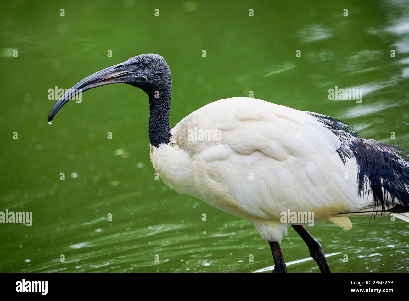 Black-headed ibis in natural habitat (Threskiornis melanocephalus Stock ...