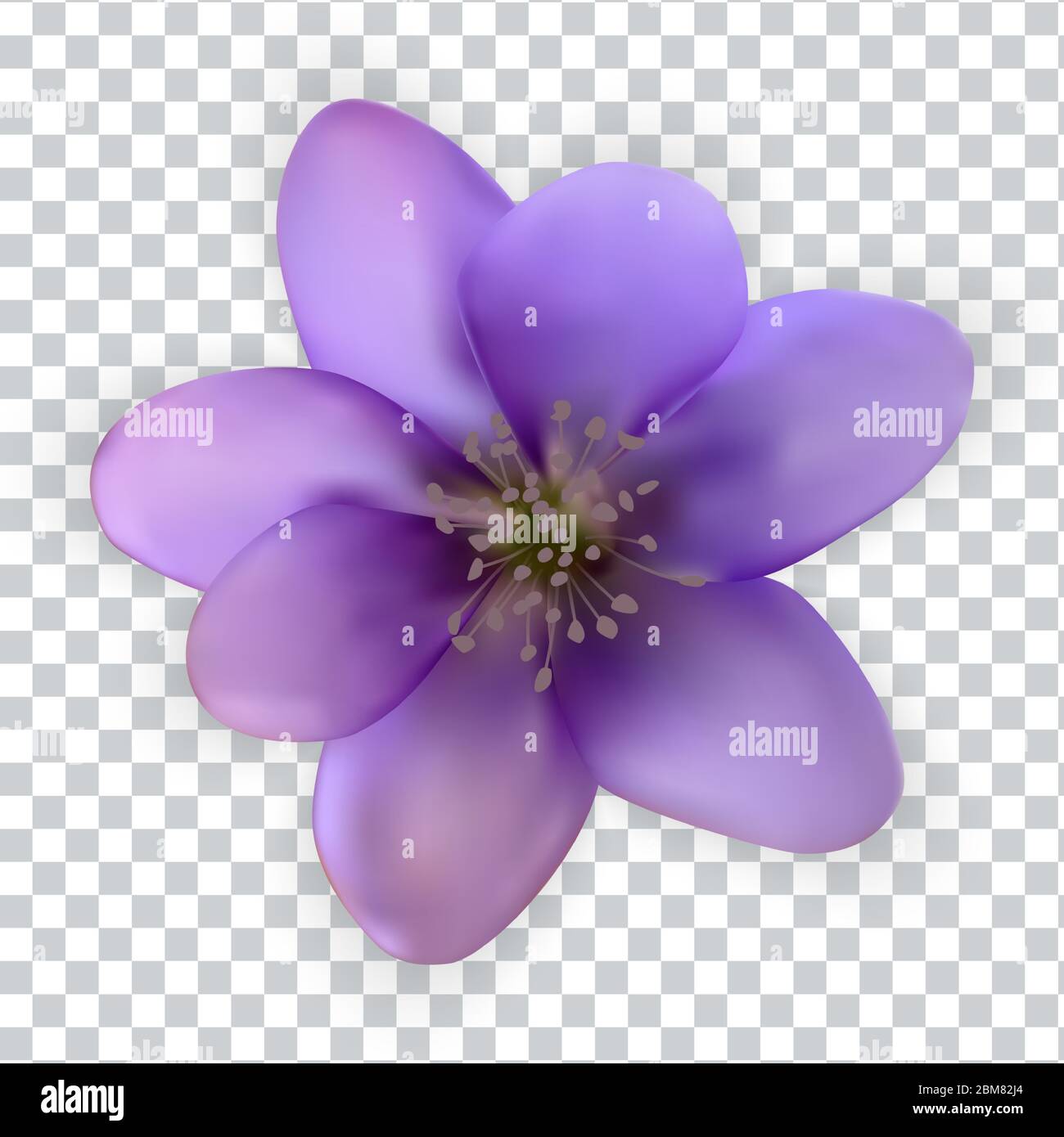 Blue violet anemone flower Stock Vector Images - Alamy