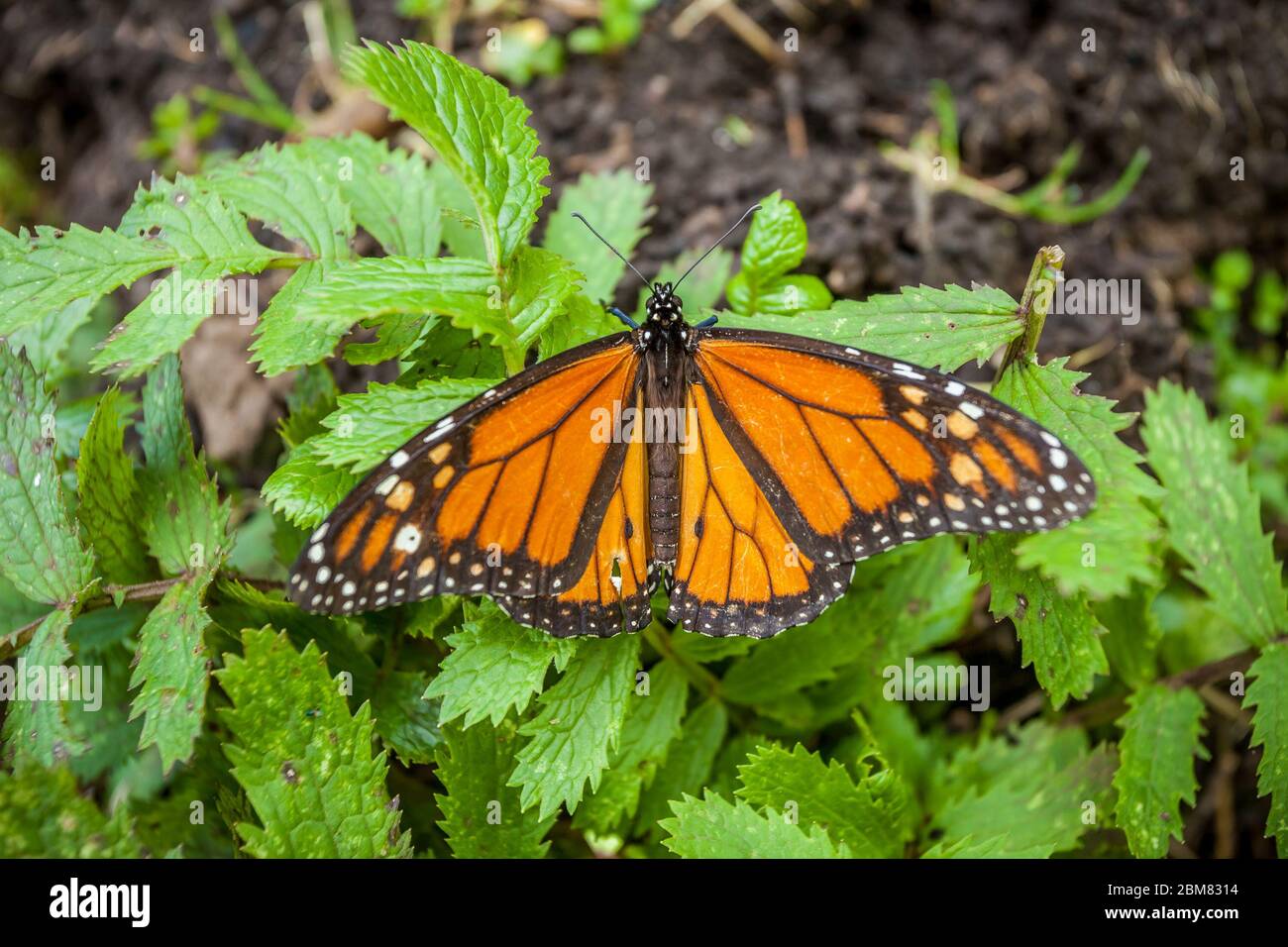 Close up monarch butterflies in the wild at day Stock Photo - Alamy