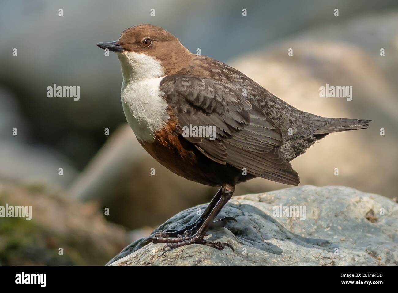 River dyfi dipper hi-res stock photography and images - Alamy
