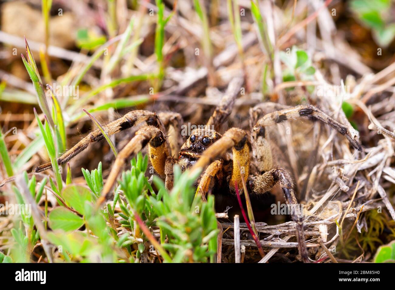 Lycosa Tarantula High Resolution Stock Photography and Images - Alamy