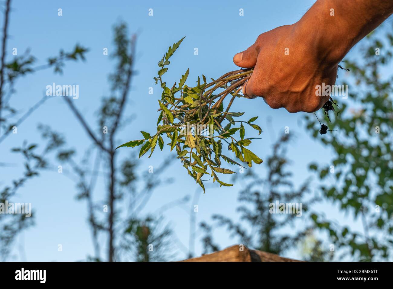 Hand hold plants hi-res stock photography and images - Alamy