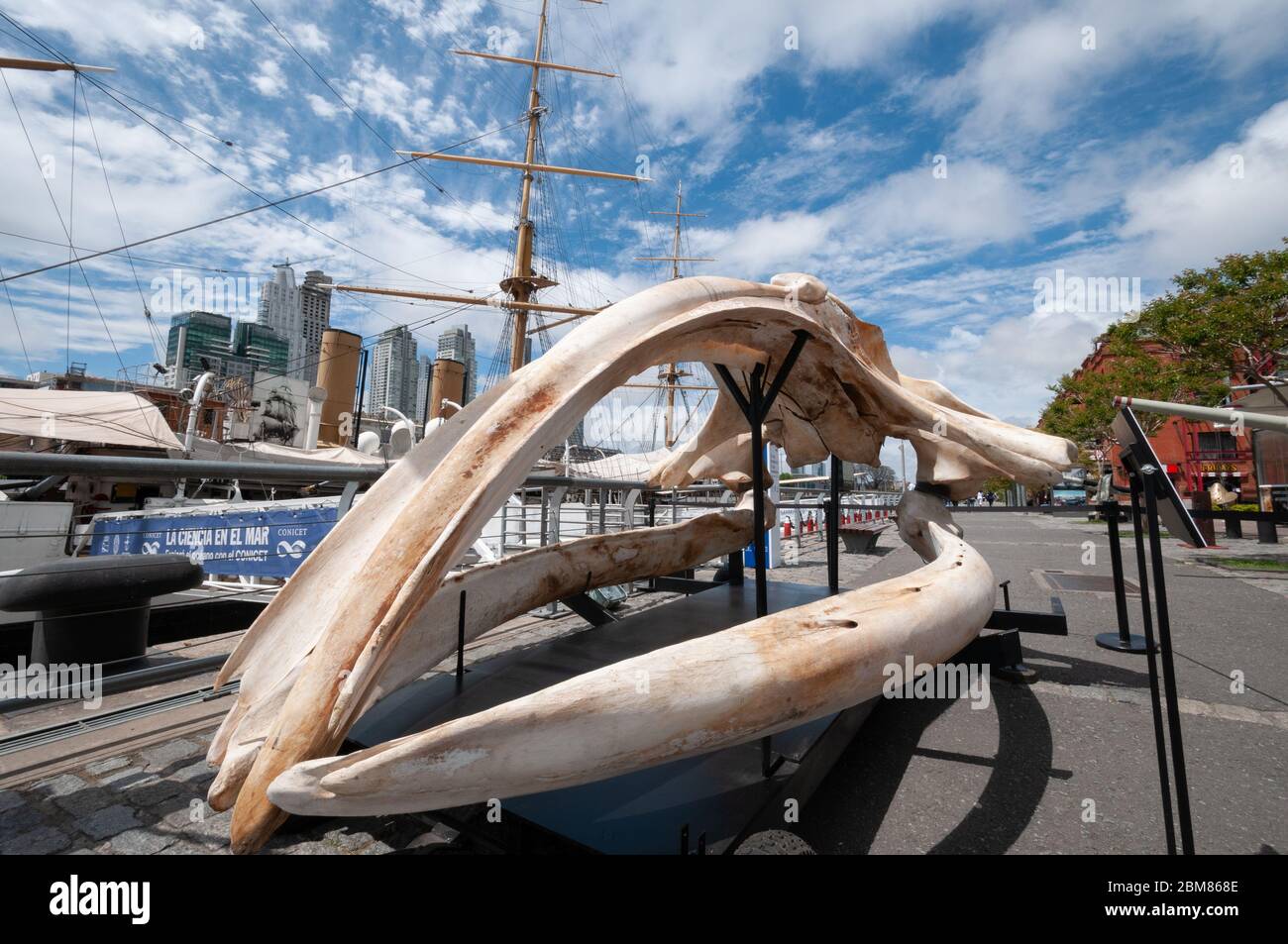 Whale jaw bone hi-res stock photography and images - Alamy