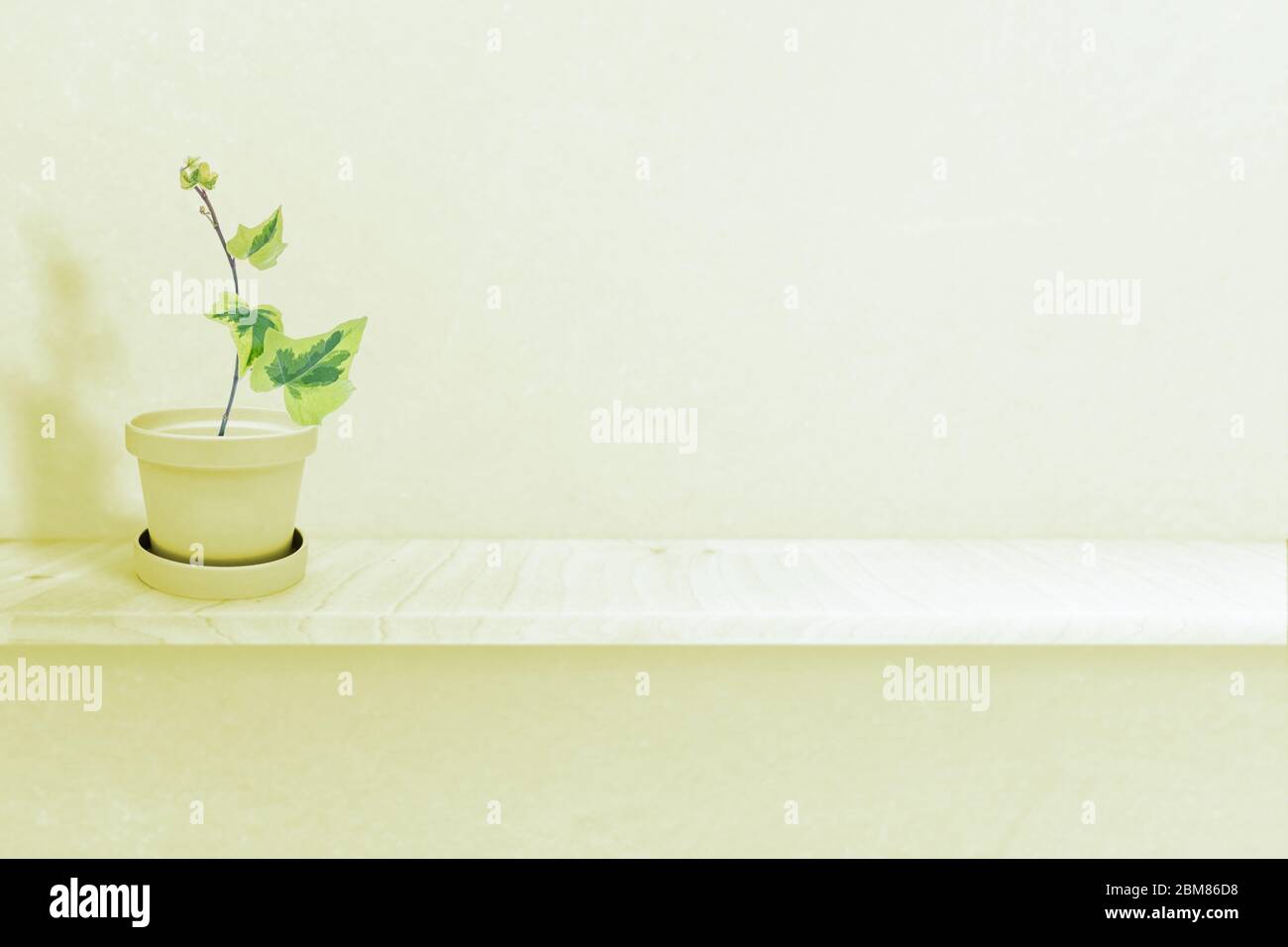 Green hera plant on White Pot (vase), Isolated on White background ...