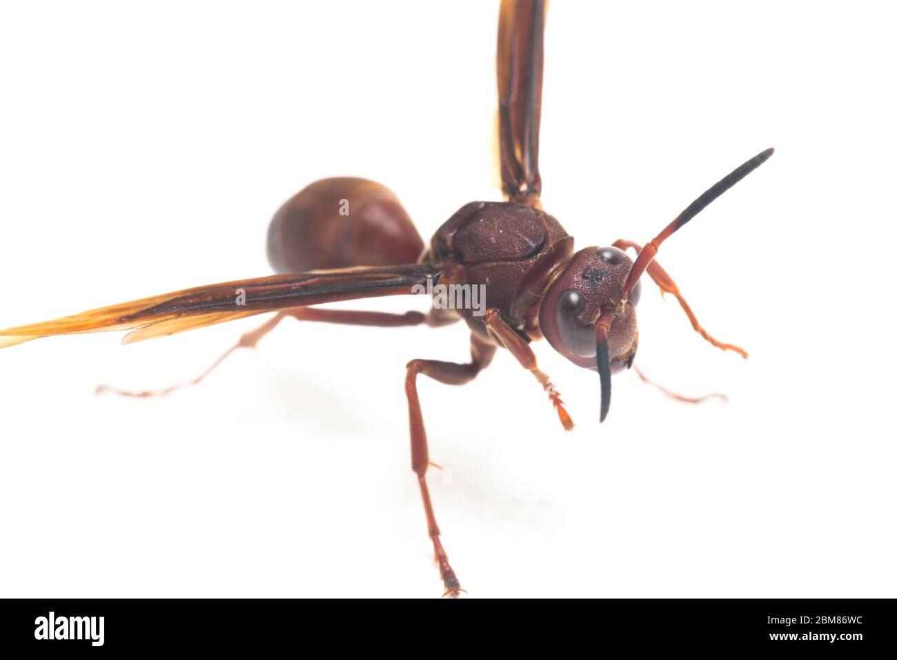 Polistes Carolina, Paper Wasp, Red Wasp isolated on white background ...