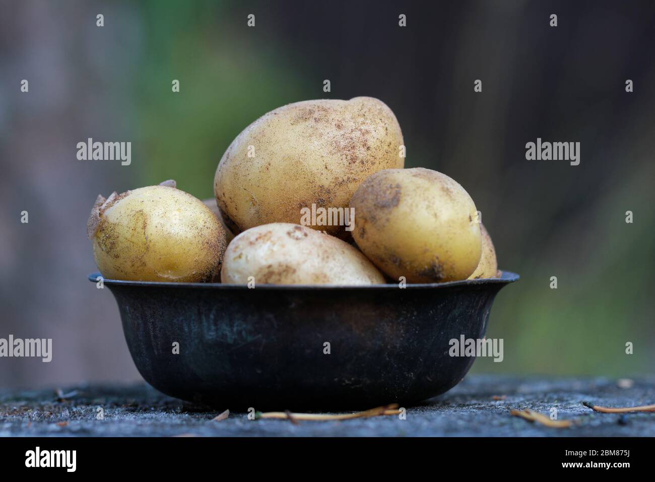 Sunlight freshness potatoes hi-res stock photography and images - Alamy