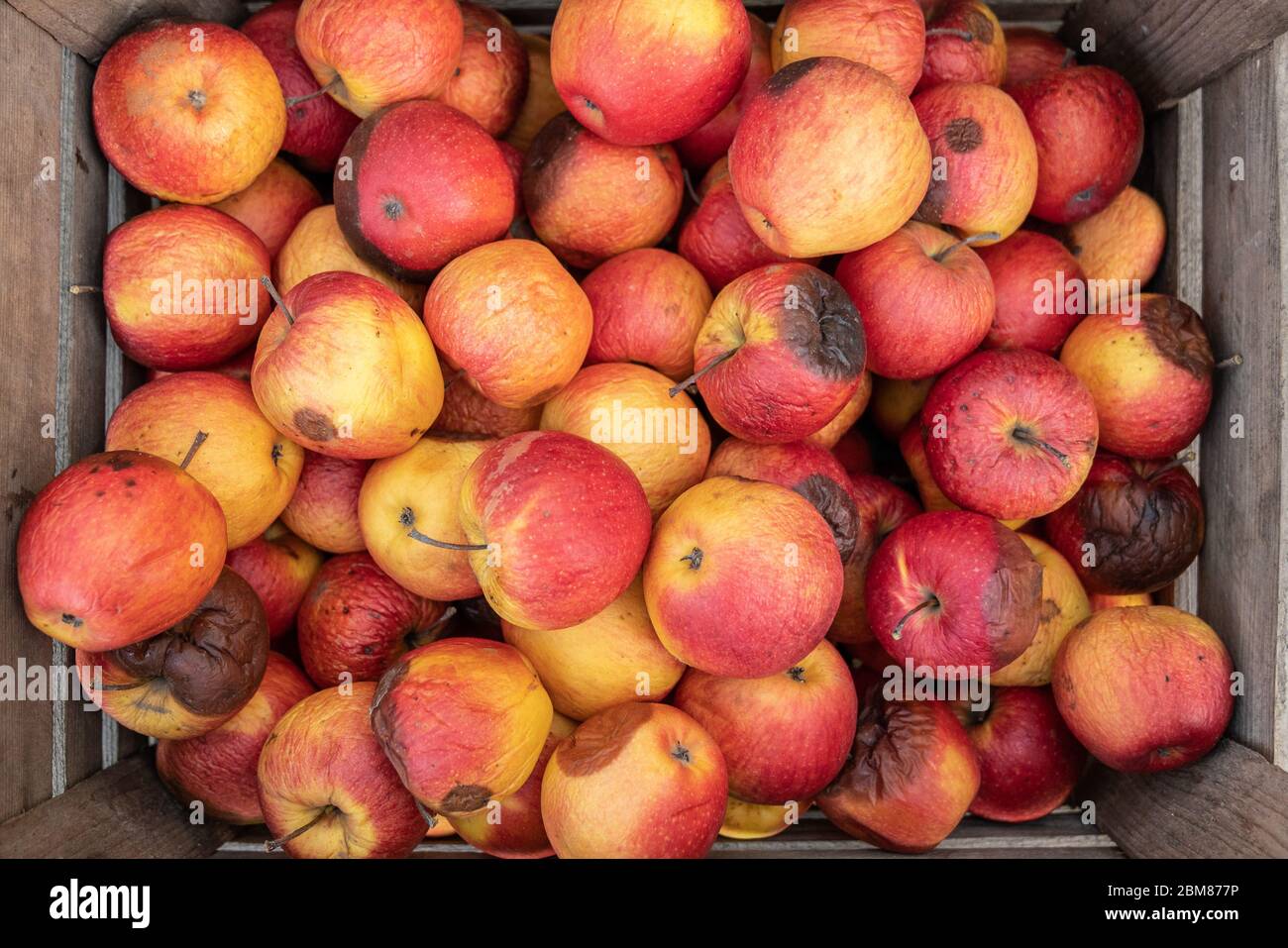 Spoiled rotten red apples in the wooden box Stock Photo - Alamy