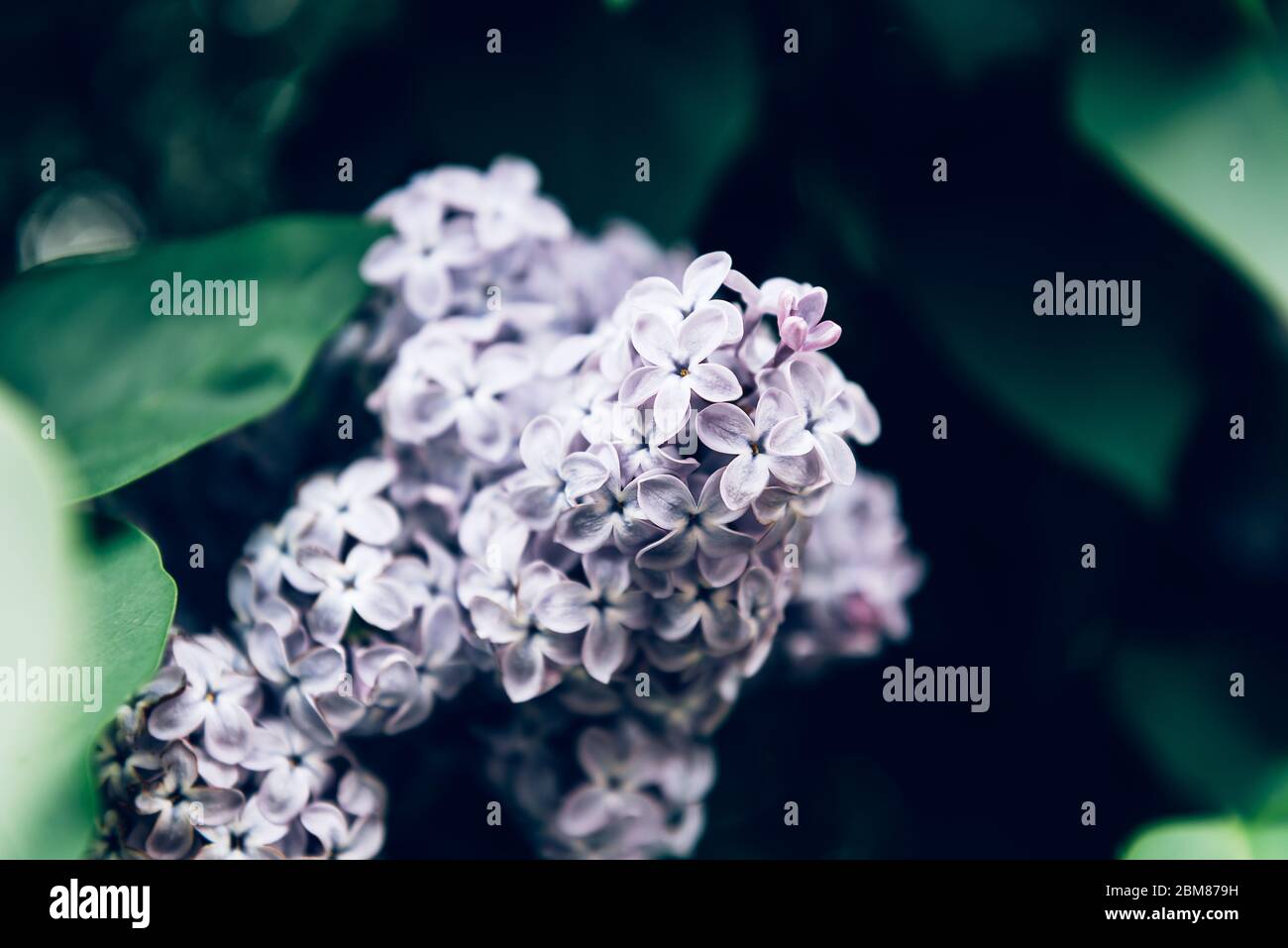 Blooming lilac in spring park hi-res stock photography and images - Alamy
