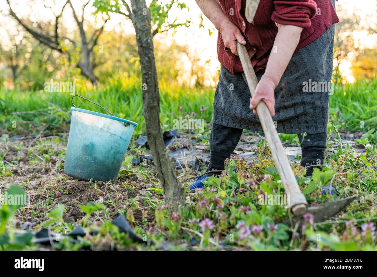 Elderly woman hoeing vegetable garden soil, new growth season on ...