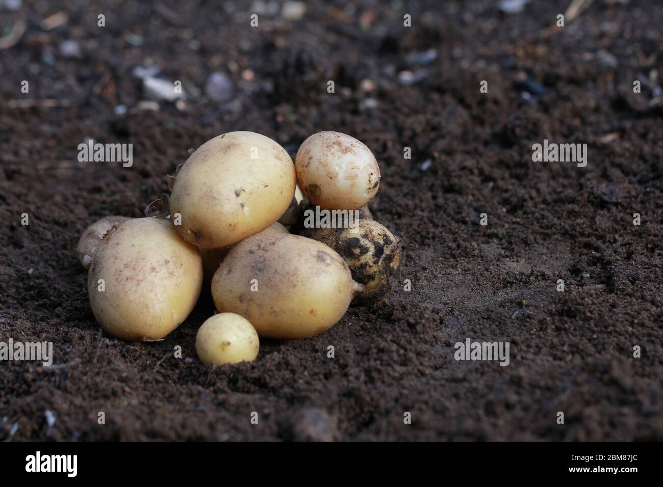 Fresh organic potatoes on the ground, horizontal orientation, copy ...