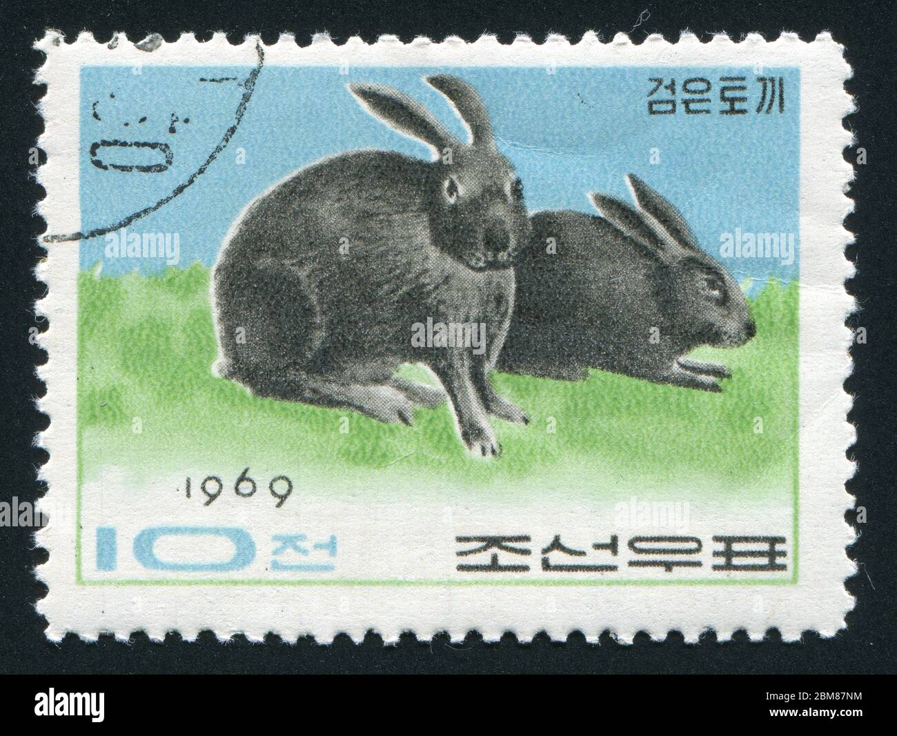 Two grey rabbits hi-res stock photography and images - Alamy