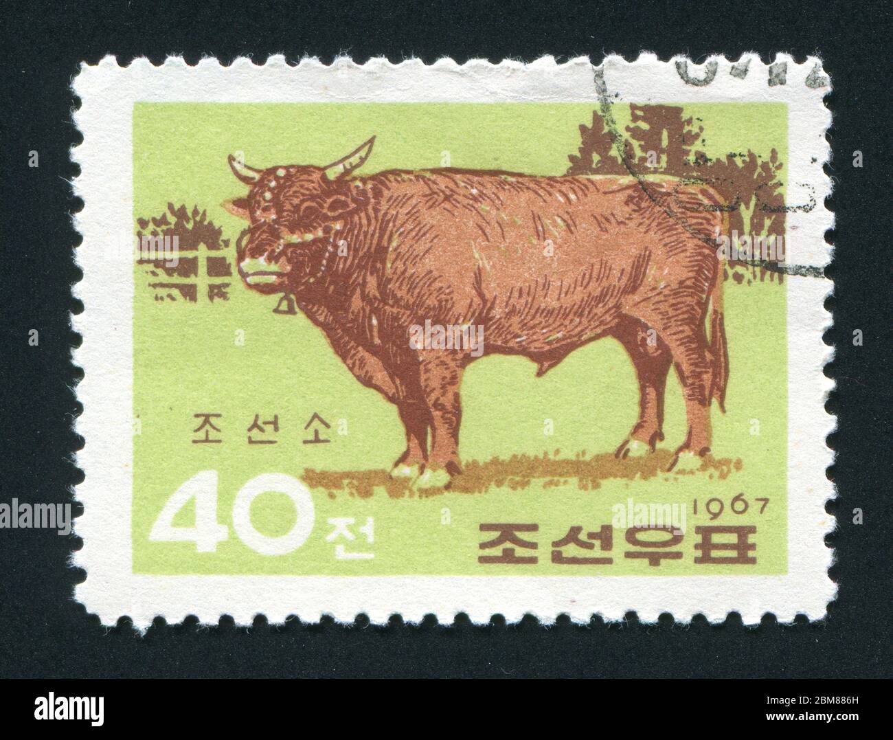 NORTH KOREA - CIRCA 1967: The cow is grazed on a meadow, circa 1967 ...