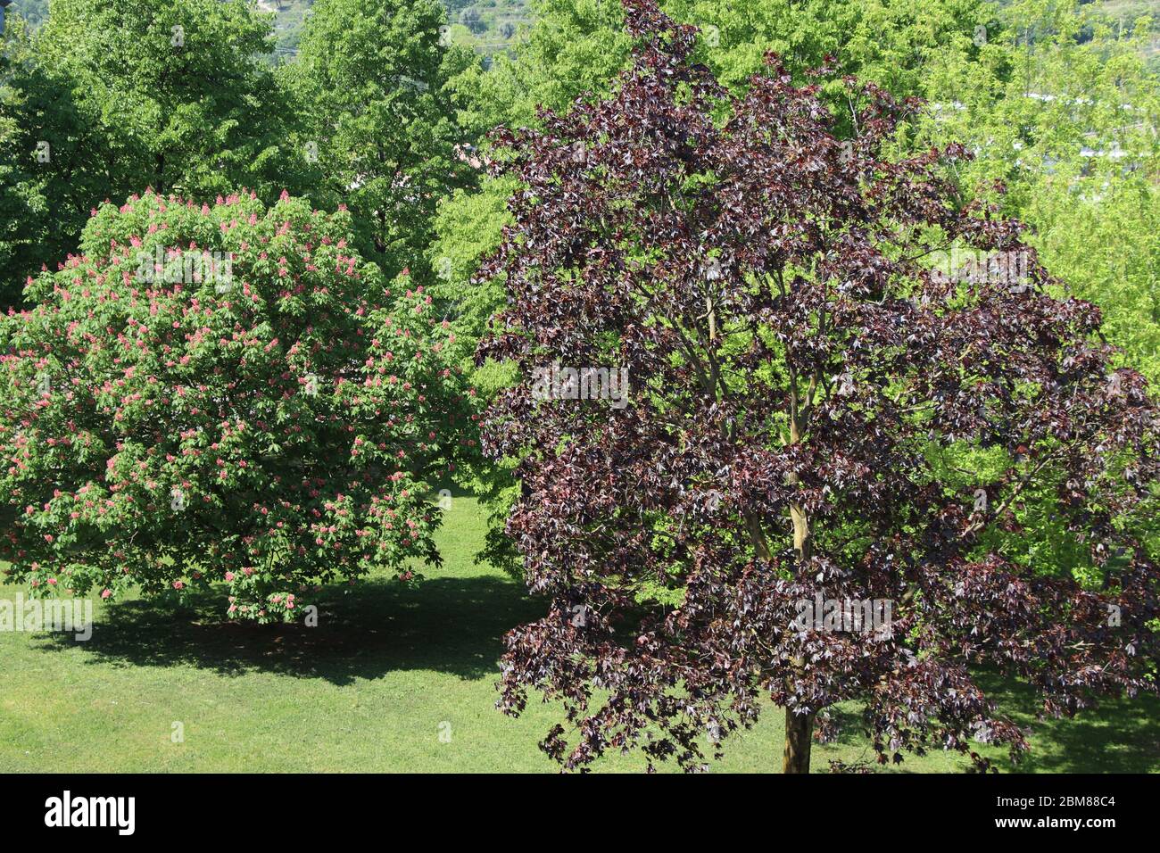 natural view with trees in the park, top view Stock Photo - Alamy