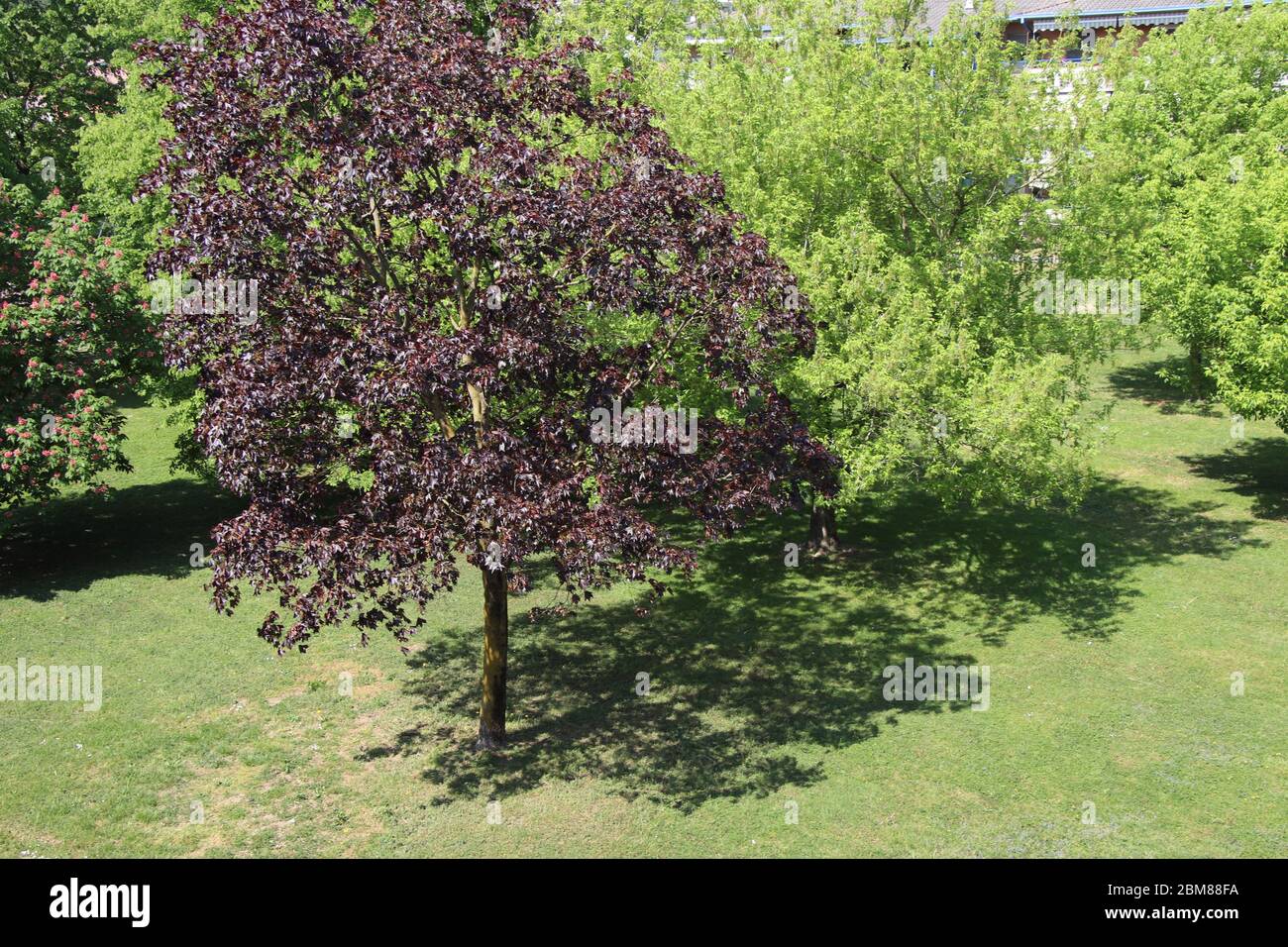 natural view with trees in the park, top view Stock Photo - Alamy