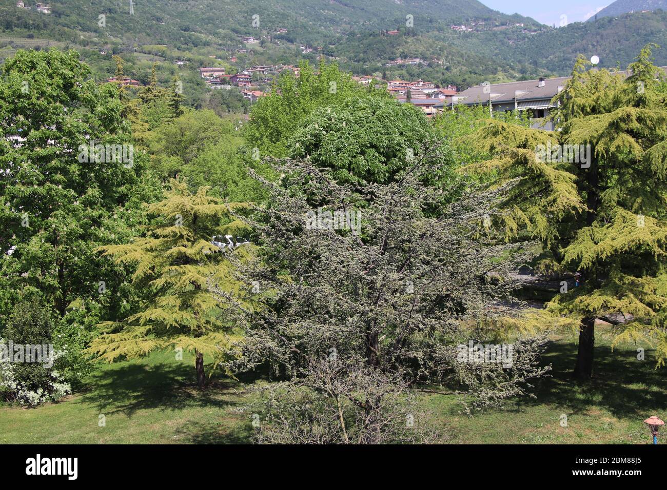 natural view with trees in the park, top view Stock Photo - Alamy