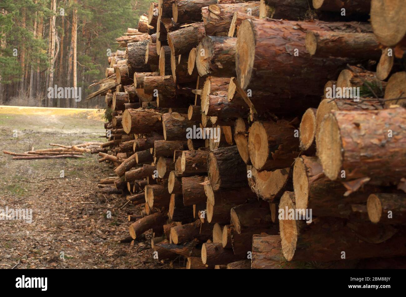 Logging wood hi-res stock photography and images - Alamy