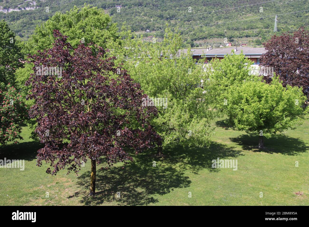 natural view with trees in the park, top view Stock Photo - Alamy