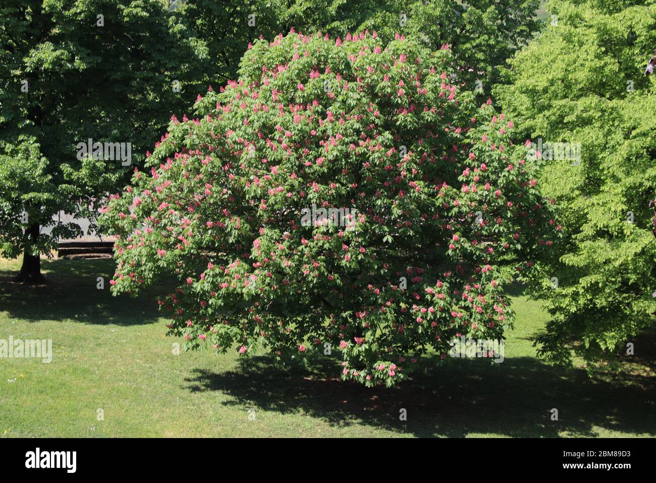 natural view with trees in the park, top view Stock Photo - Alamy