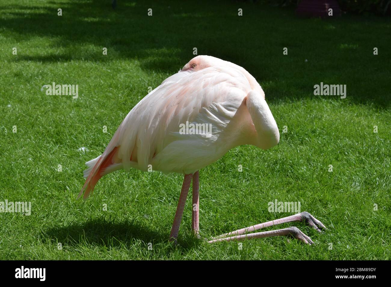 Greater Flamingo Resting on Folded Legs Stock Photo - Alamy