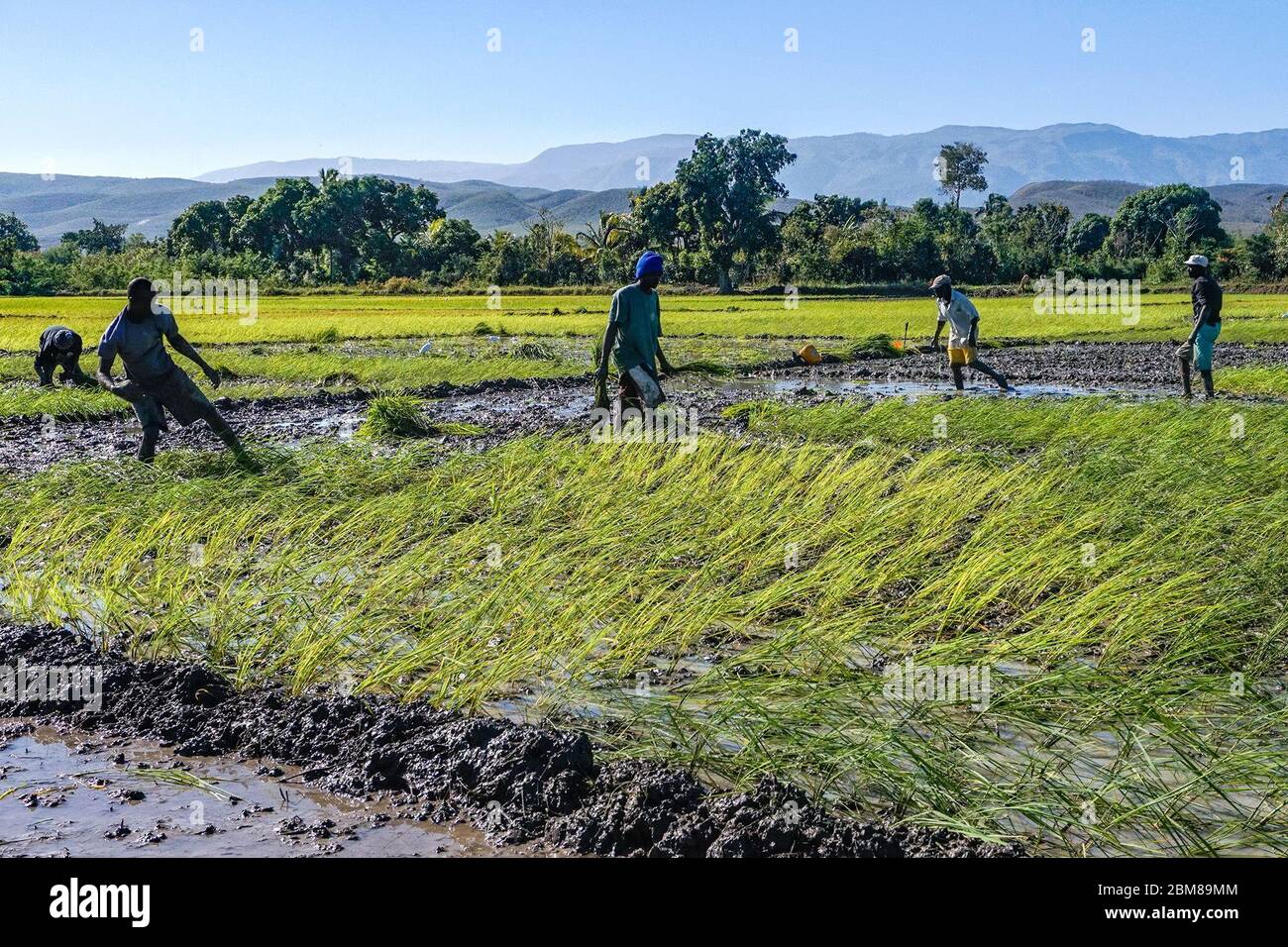 Rice farmers in Haiti’s Artibonite Valley, a primary agricultural area ...