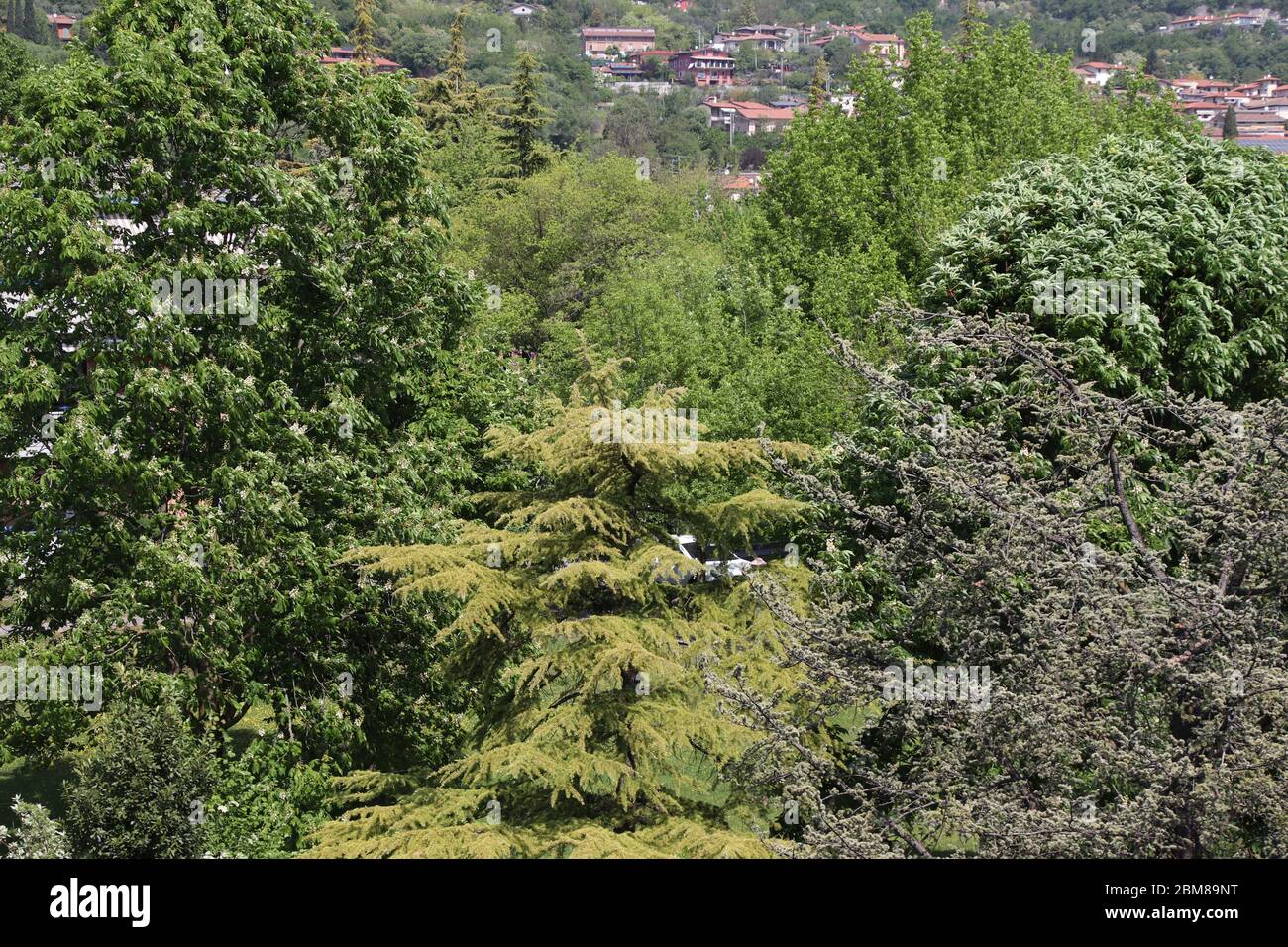 natural view with trees in the park, top view Stock Photo - Alamy