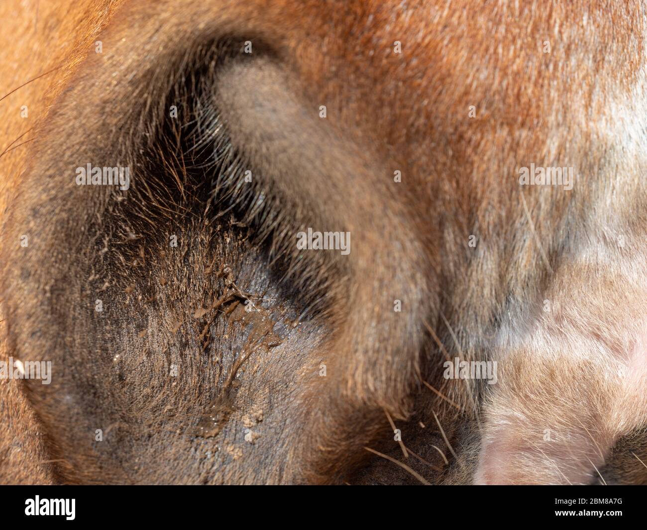 Nostrils or nose of a brown horse. Animal detail portrait outdoor Stock ...