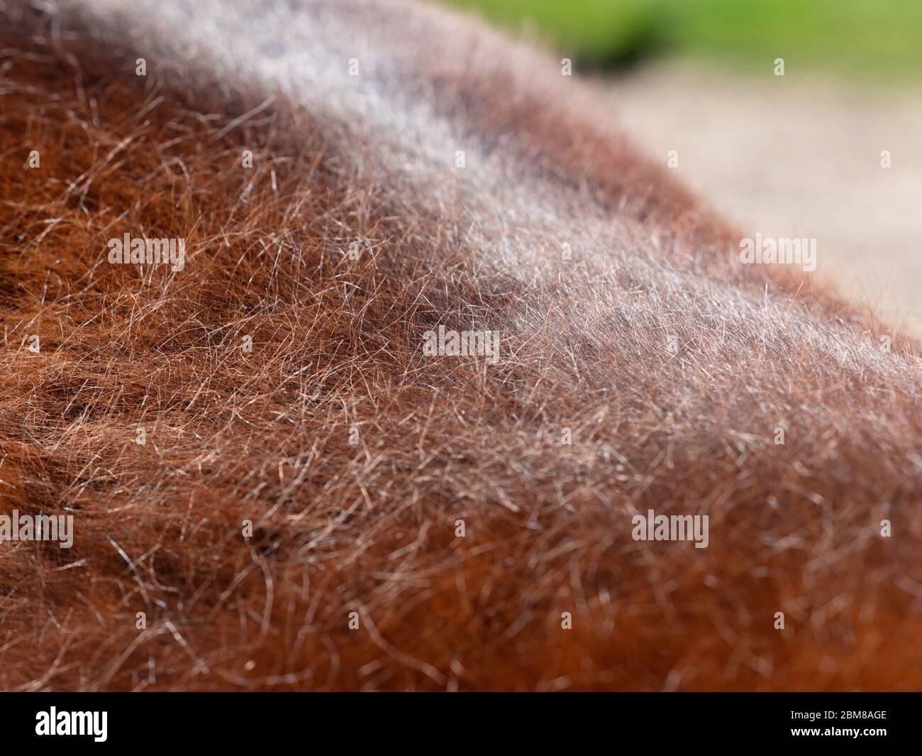 Texture of a light brown pony fur coat. Brown short hide background ...