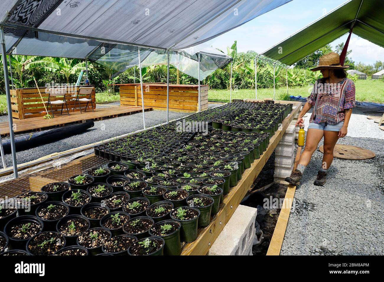 Cristina González inspects seedlings at Neo Jibairo Farm in Río Grande ...