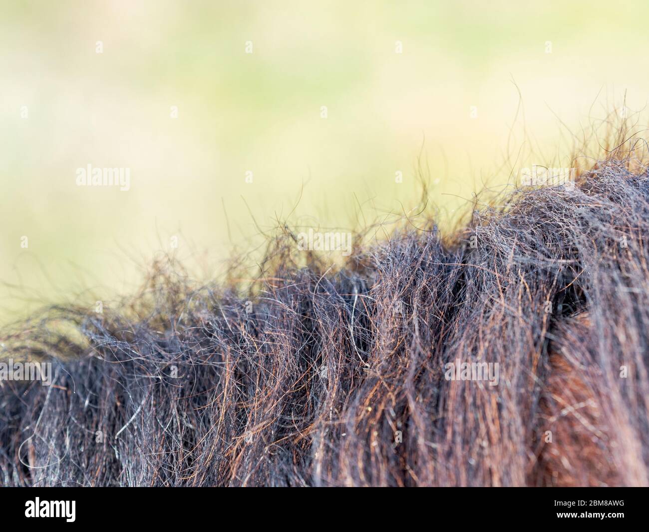 Horse mane close up in detail shows wavy texture of animal hair. Brown ...
