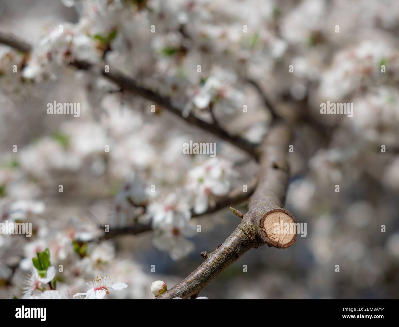 Photo of the plum branch in the bloom in fruit garden. Playing with ...
