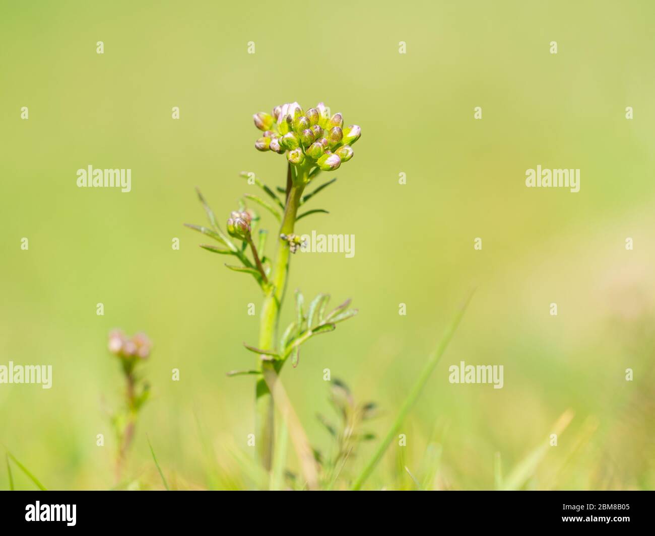 Meadow flower with gentle pink blooming, common cuckooflower, lady`s ...
