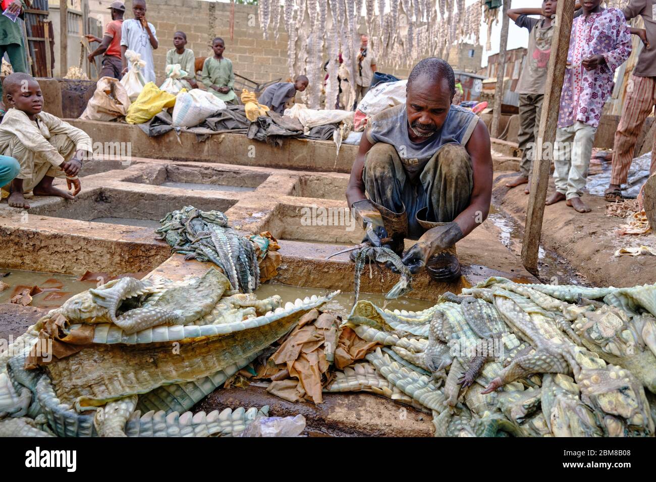 Man processing crocodile skins in a tannery Stock Photo - Alamy