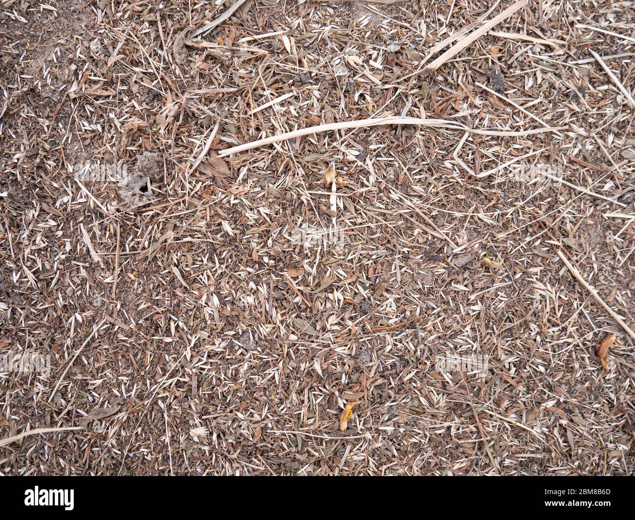 Agricultural background, dried pressed hay, detailed structure Stock ...