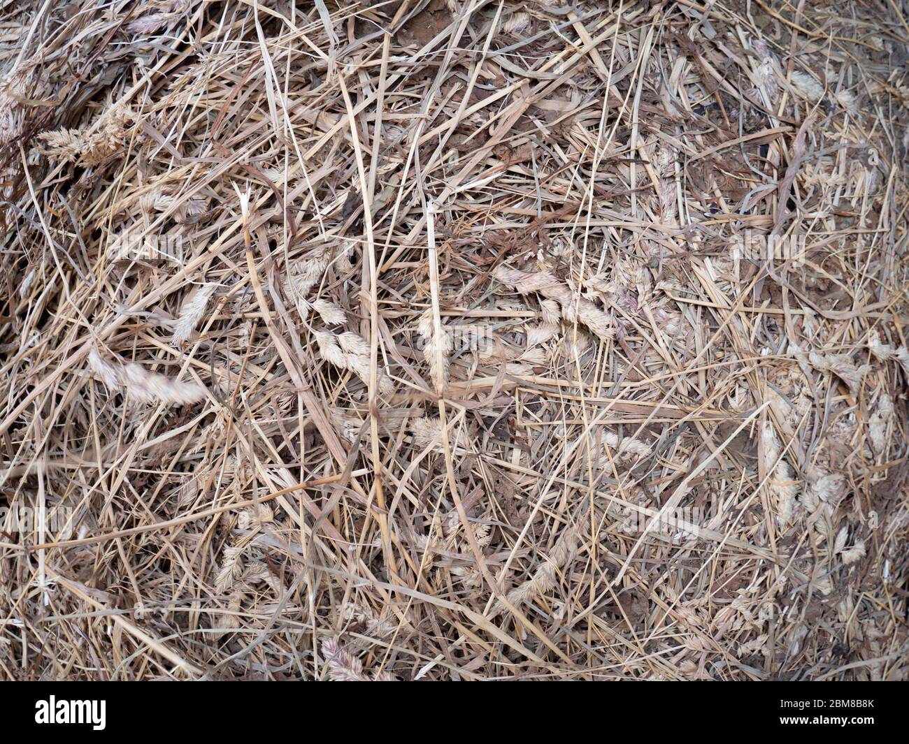 Dry golden yellow hay closeup. Farming harvest background. Agricultural ...