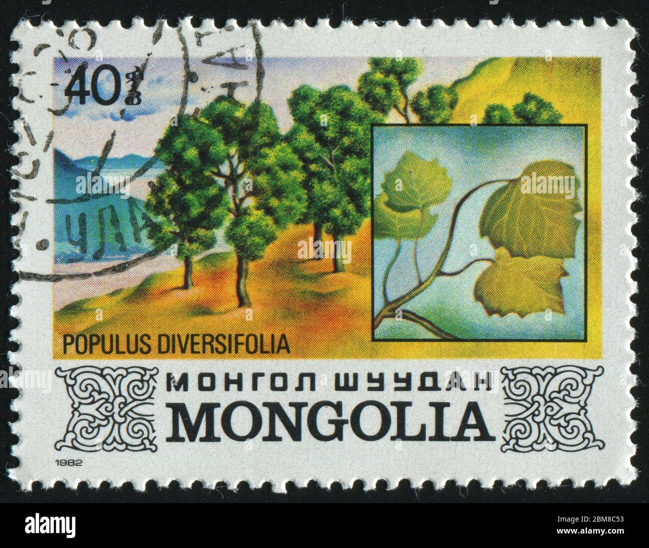 MONGOLIA - CIRCA 1982: Populus diversifolia. Tree, circa 1982 Stock ...