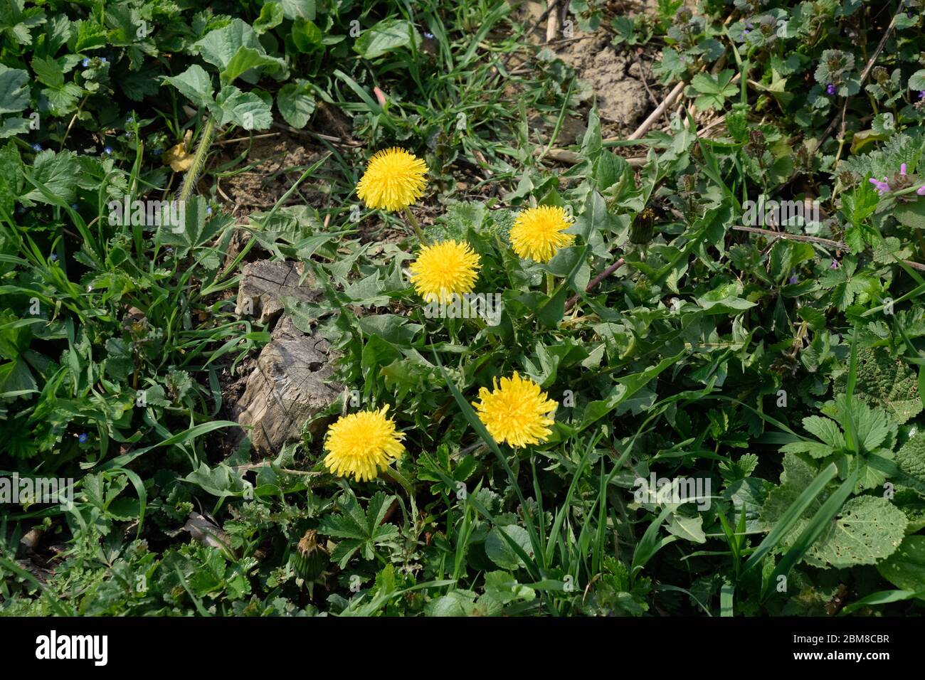 A bush of dandelion flowers in a spring garden Stock Photo - Alamy
