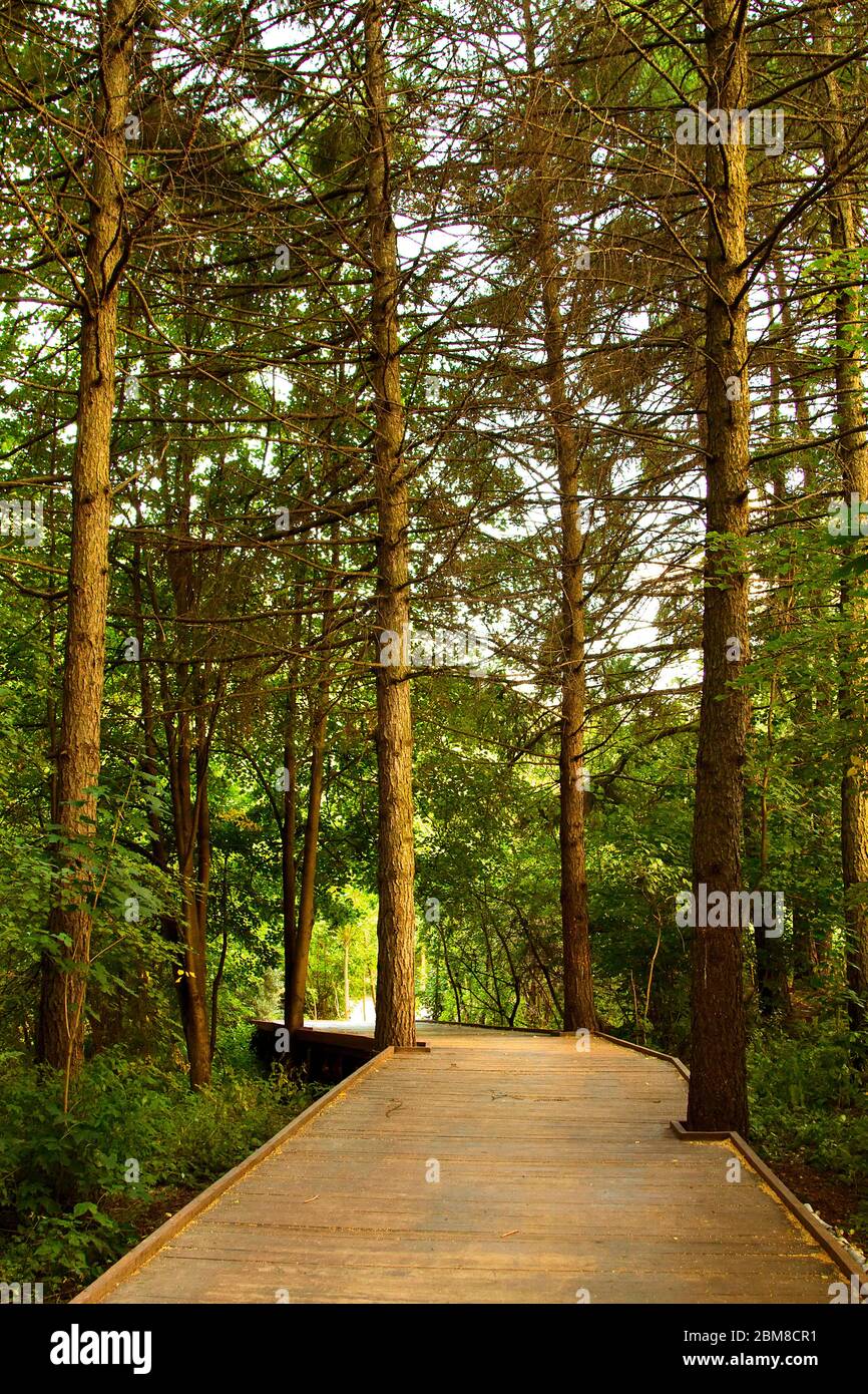 Wooden path going into the green beautiful forest. Perspective in ...
