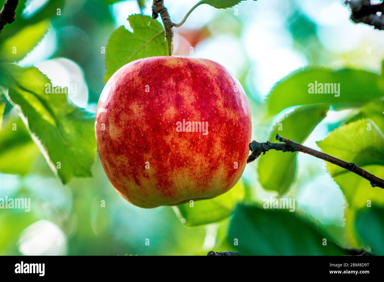 Michigan apple orchard hi-res stock photography and images - Alamy