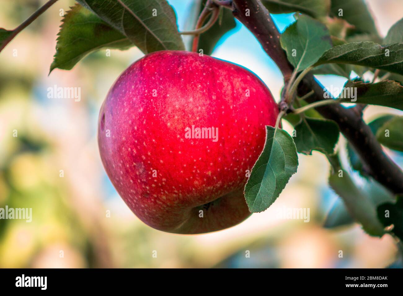Apple ripe for picking in an orchard Stock Photo - Alamy