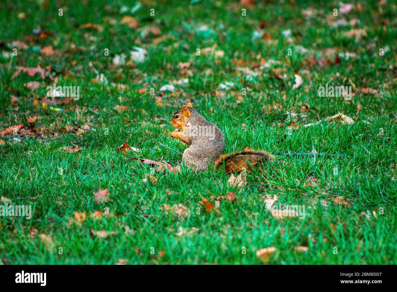 Squirrel chewing on a nut during the fall Stock Photo - Alamy
