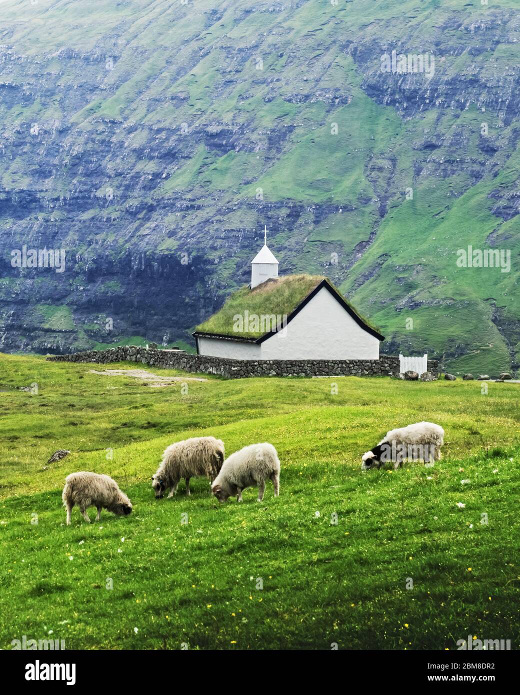Summer view of traditional turf-top church Saksunar Kirkja in Saksun ...