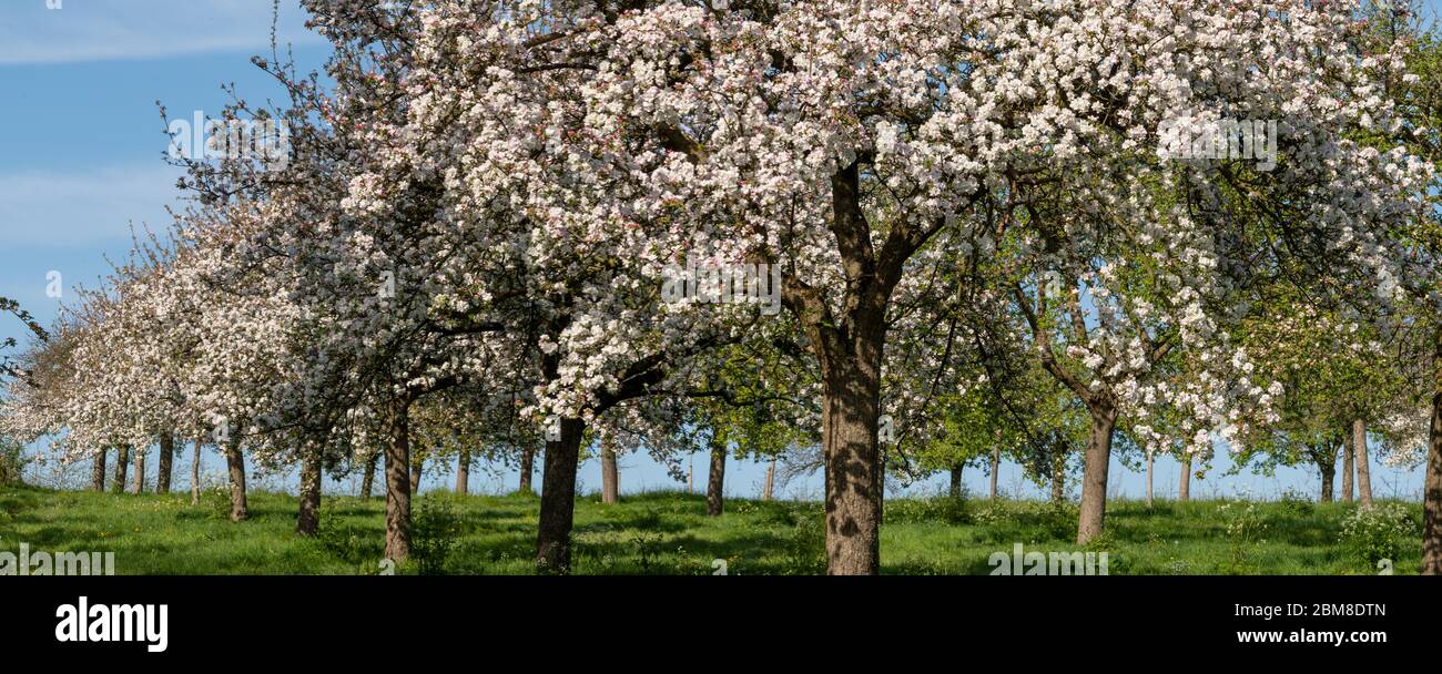 Standard Orchard High Resolution Stock Photography and Images - Alamy