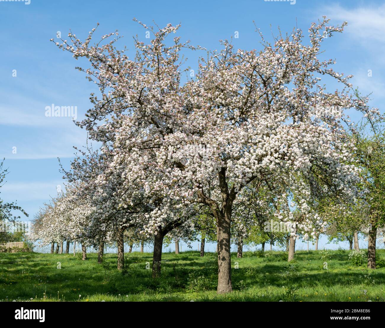 A row of standard apple trees in blossom in a traditional orchard Stock ...