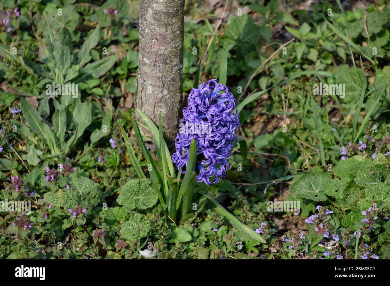 Hyacinth growing in the garden under the tree Stock Photo - Alamy