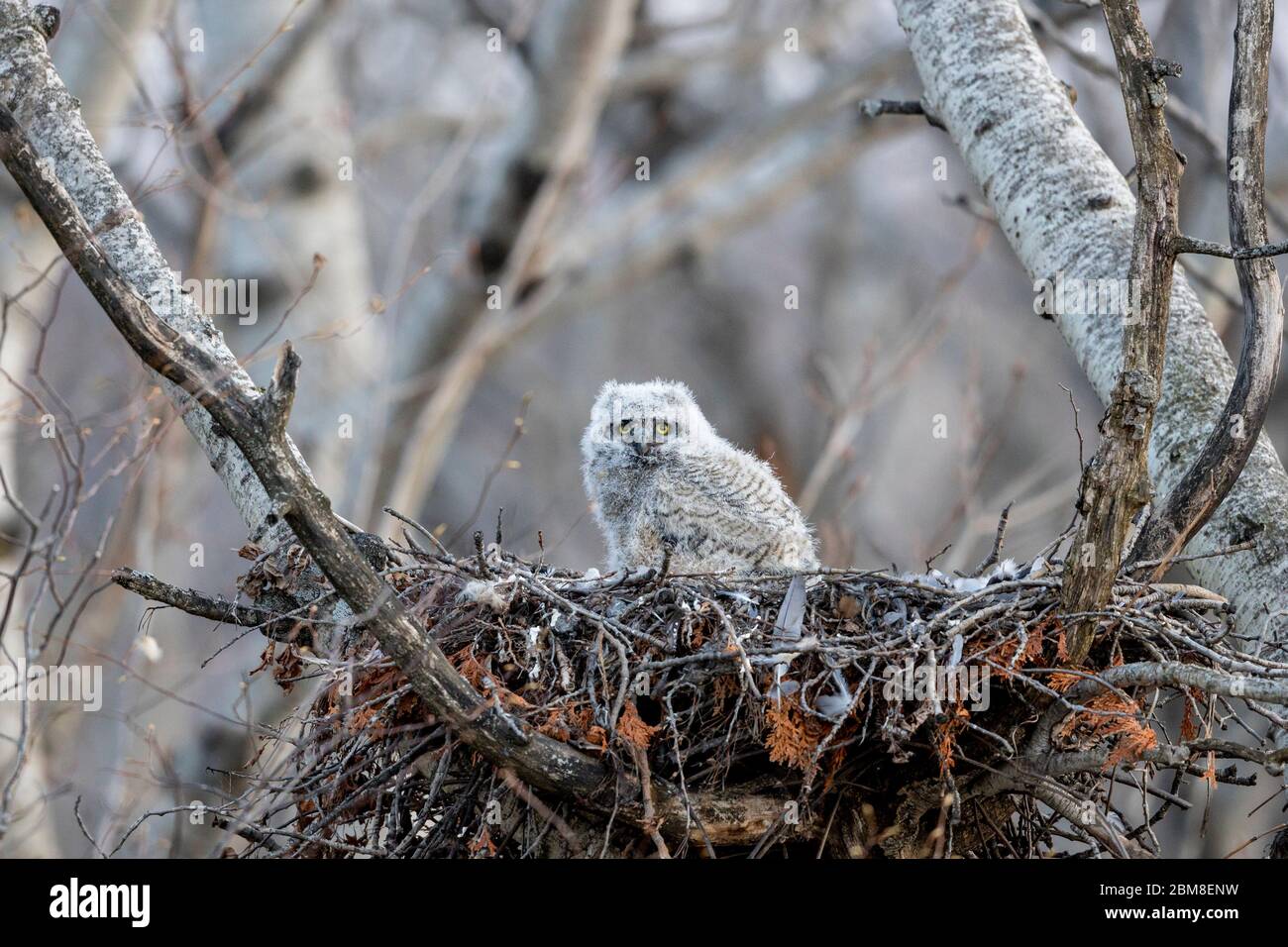 Snowy Owls Nest