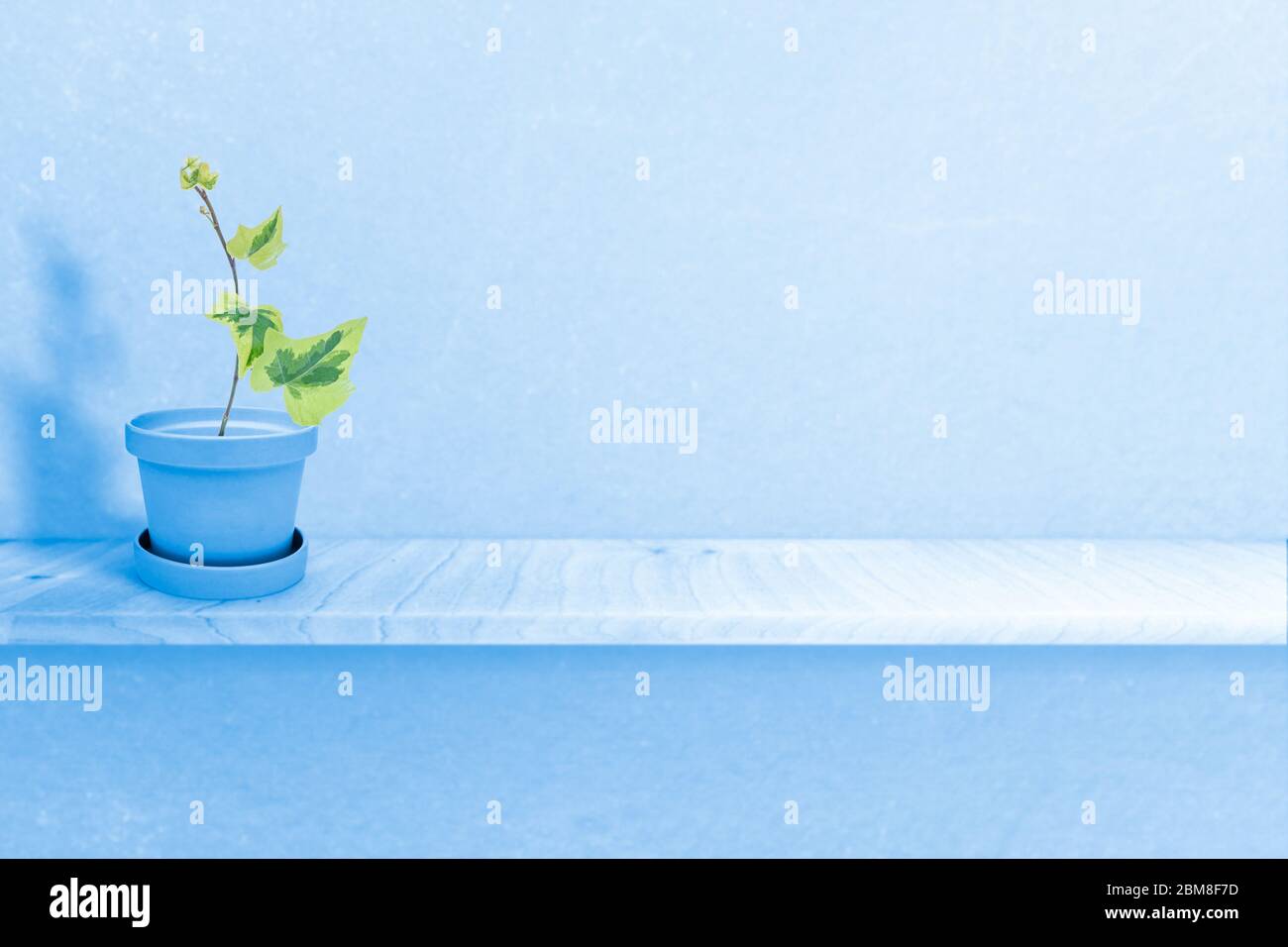 Green hera plant on White Pot (vase), Isolated on White background ...