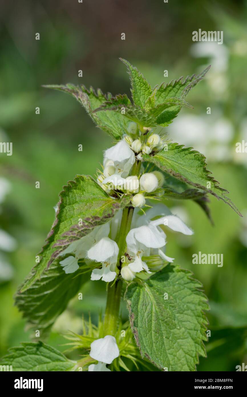 Close up of stinging nettle (urtica dioica) blossom Stock Photo - Alamy