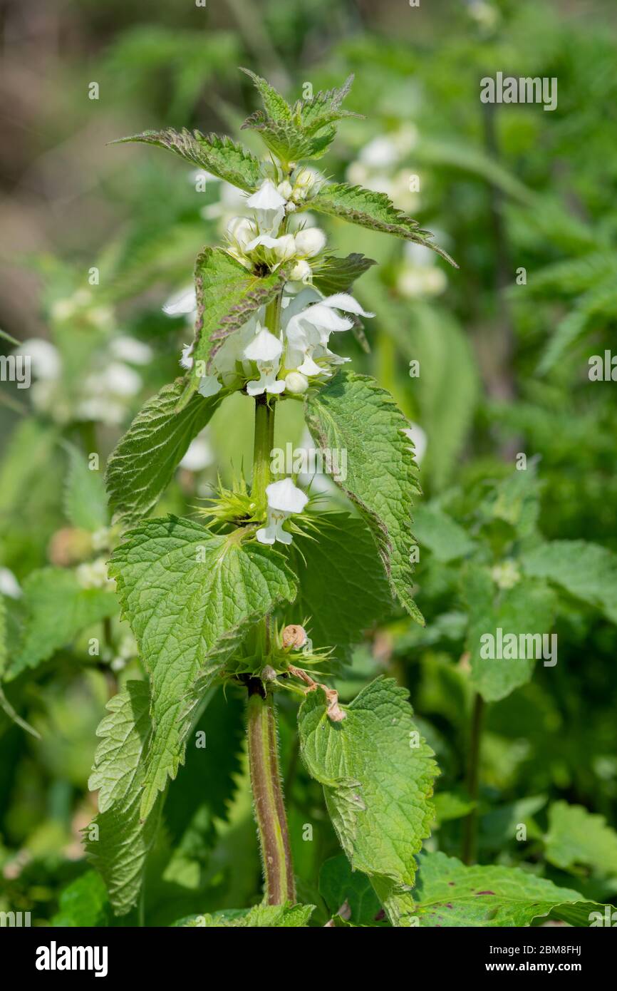 Close up of stinging nettle (urtica dioica) blossom Stock Photo - Alamy