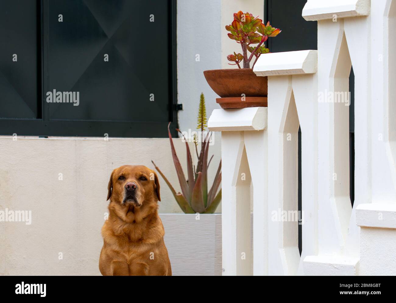 Golden Labrador Retriever looking serious sitting next to some plants ...