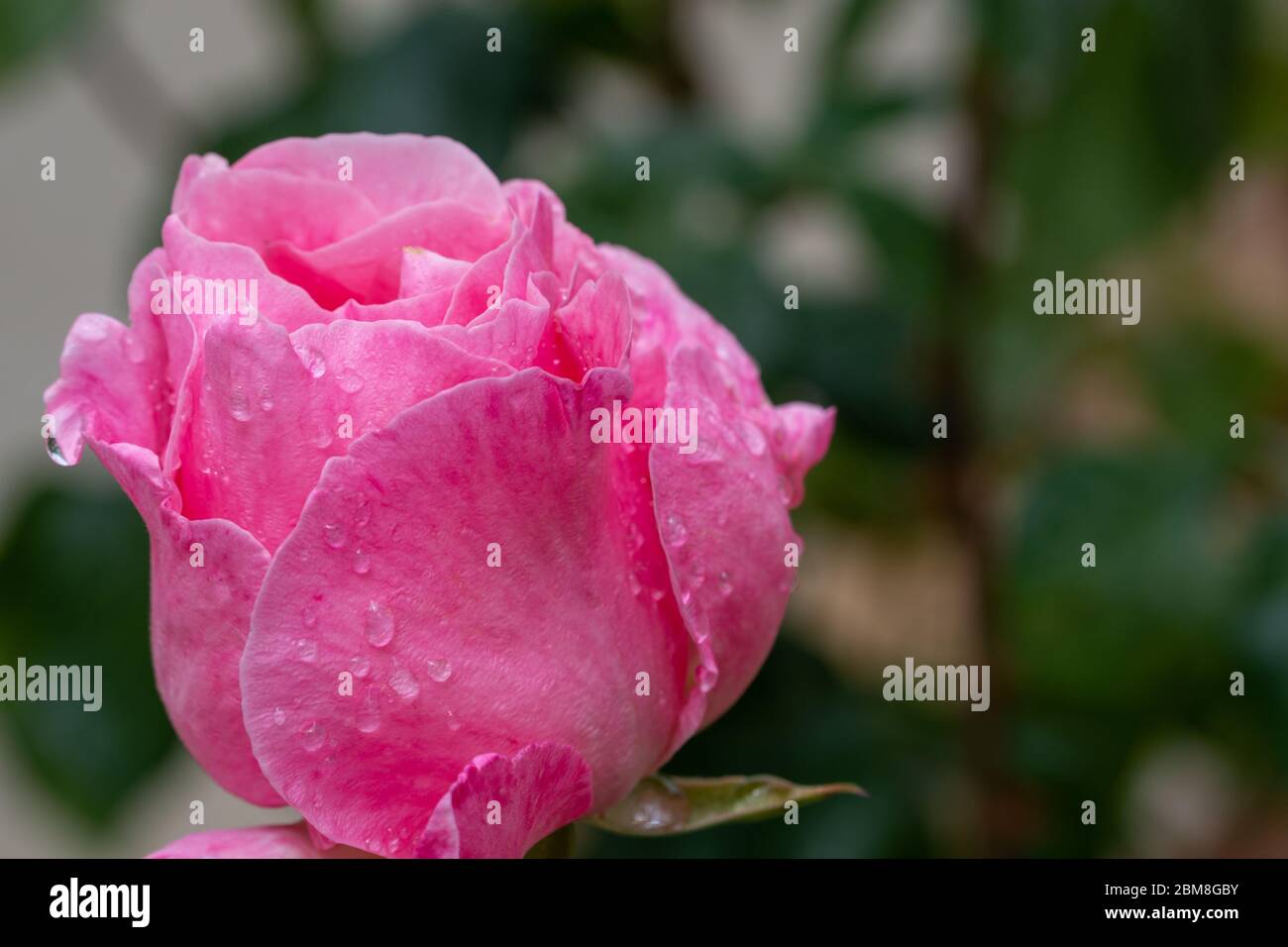 Aloe vera wallpaper hi-res stock photography and images - Alamy